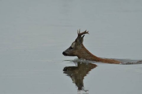 Volwassen reeën - Stichting Reeënopvang Nederland